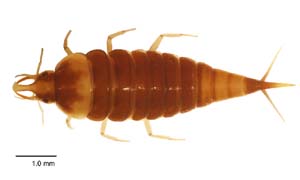 Family Dytiscidae